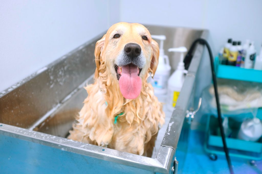 Services • Gentle Paws